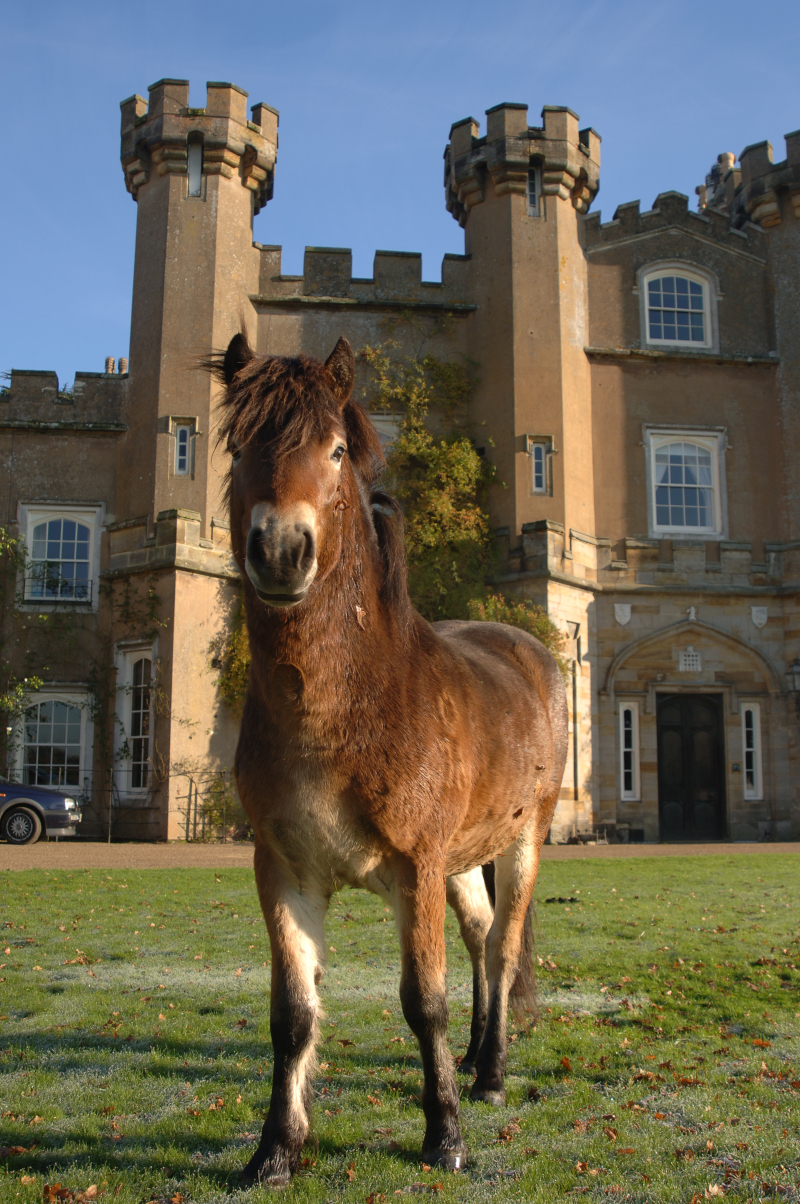 Wilding - Jeremy C. Processing